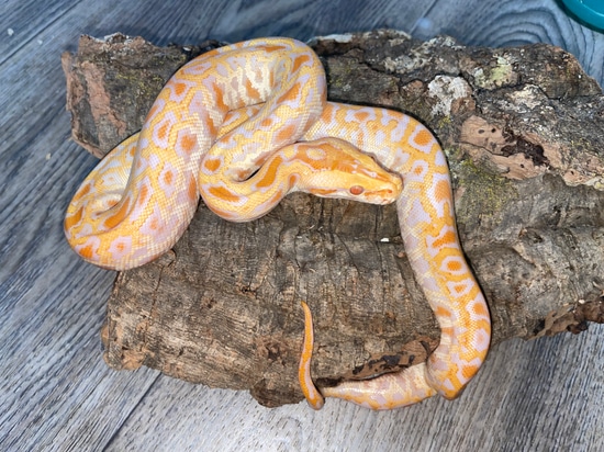 Albino Het Green/Granite Burmese Python by Phylogeny Reptilia