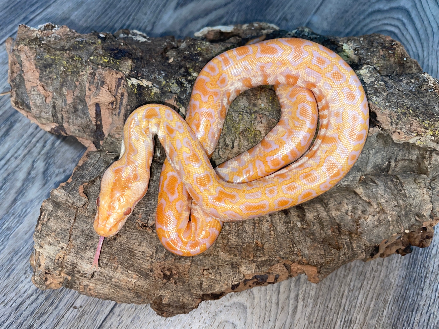 Albino Het Green/Granite Burmese Python by Phylogeny Reptilia - MorphMarket