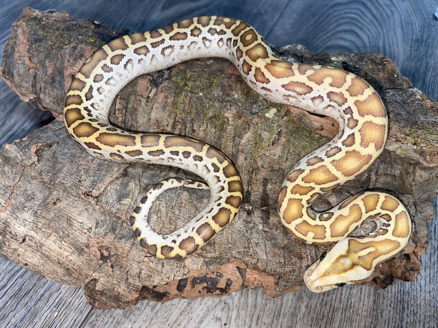 Hypo Het Albino/Green/Granite Burmese Python by Phylogeny Reptilia ...