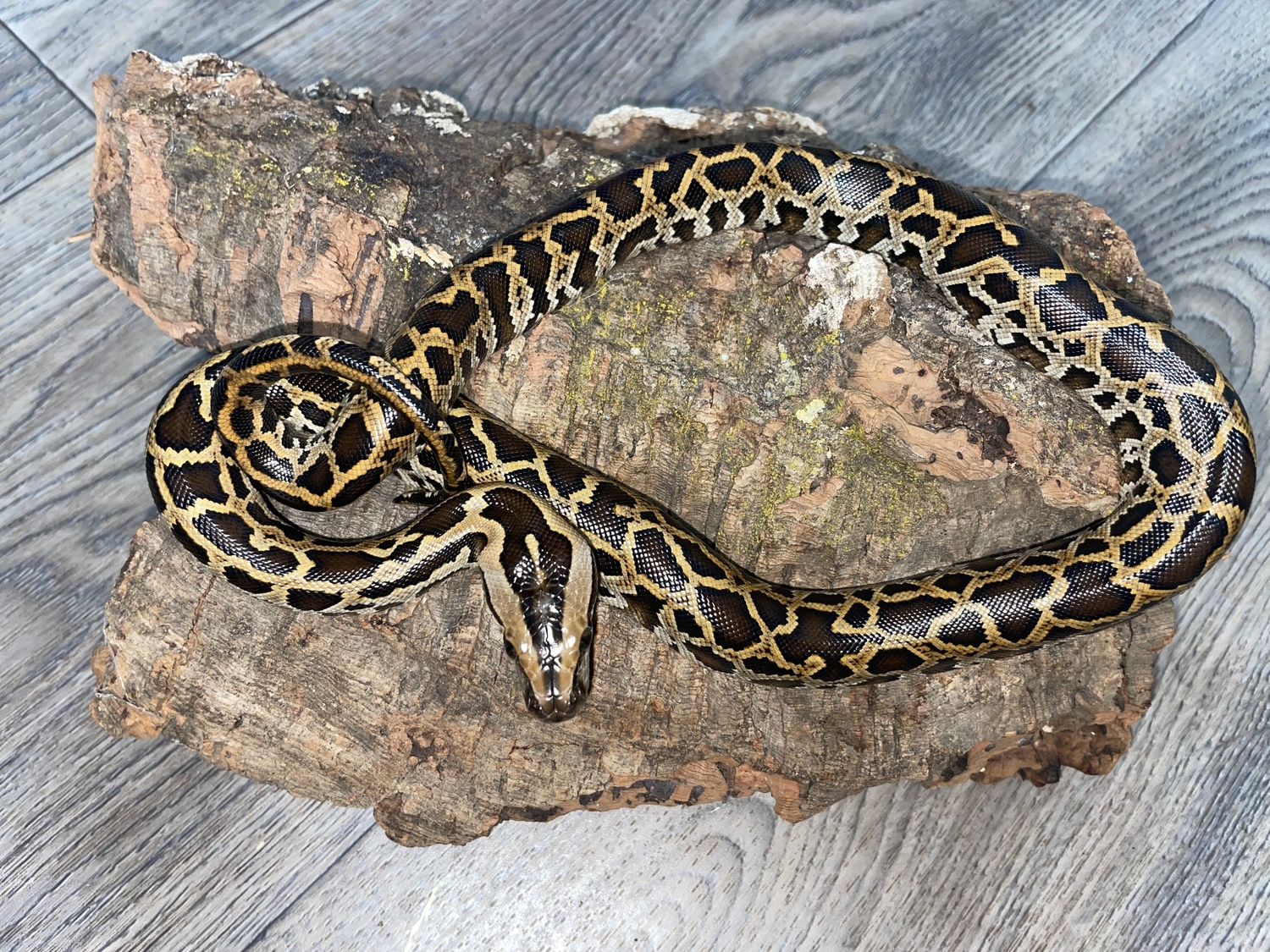 Normal Het Albino/Green/Granite Burmese Python by Phylogeny Reptilia ...