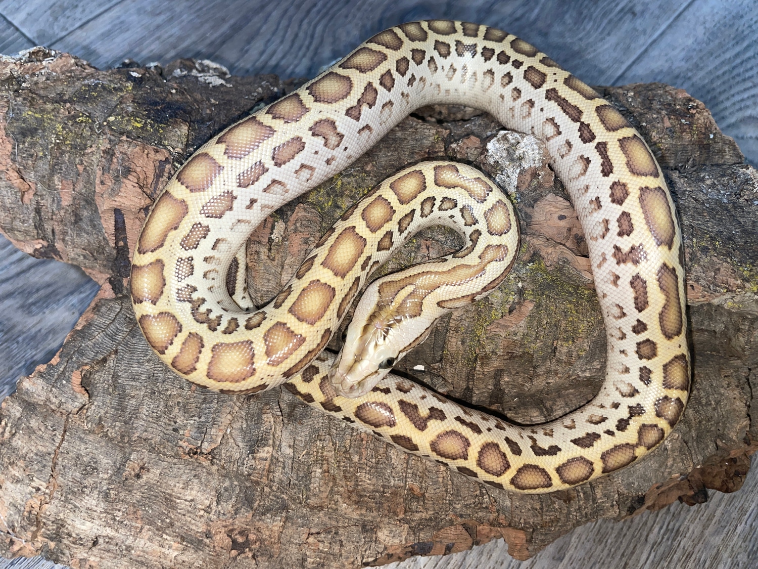 Hypo Het Albino/Green/Granite Burmese Python by Phylogeny Reptilia ...