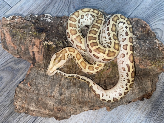 Hypo Het Albino/Green/Granite Burmese Python by Phylogeny Reptilia