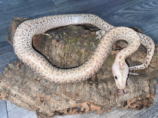 Hypo Granite Het Albino/Green Burmese Python by Phylogeny Reptilia