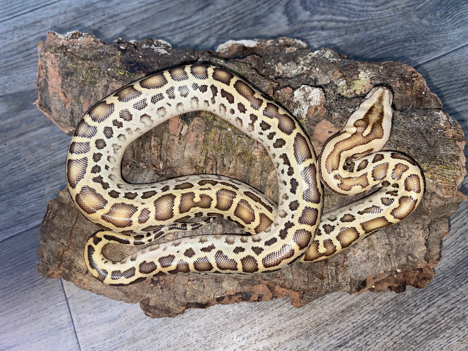 Hypo Het Albino/Green/Granite Burmese Python by Phylogeny Reptilia ...
