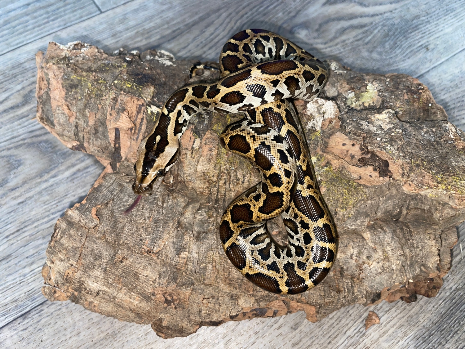 Normal Het Albino/Green/Granite Burmese Python by Phylogeny Reptilia ...