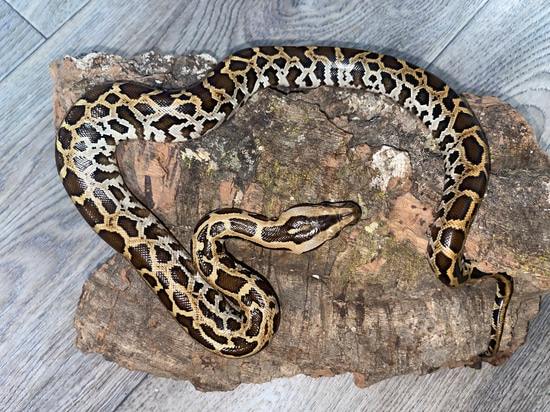 Normal Het Albino/Green/Granite Burmese Python by Phylogeny Reptilia