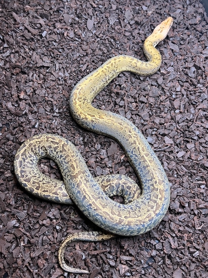 Granite DH Albino Green Burmese Python by Phylogeny Reptilia