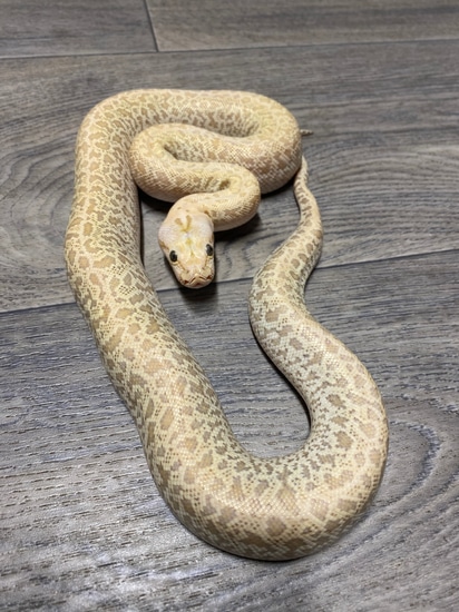 Hypo Granite Double Het Albino Green Burmese Python by Phylogeny Reptilia