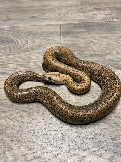 Granite Double Het Albino Green Burmese Python by Phylogeny Reptilia