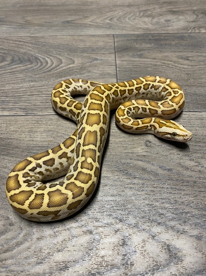 Hypo Triple Het Albino Green Granite Burmese Python by Phylogeny Reptilia