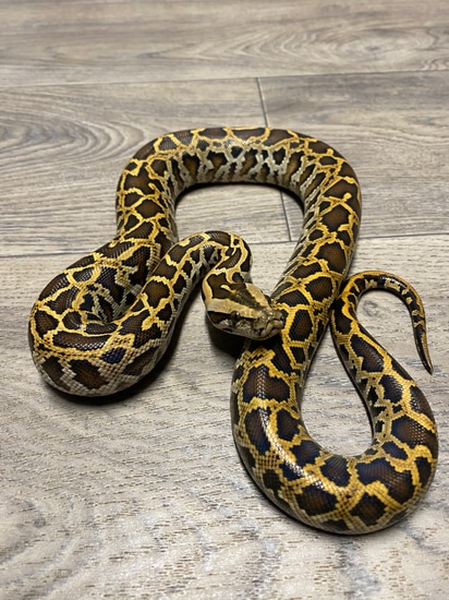 Normal Triple Het Albino Green Granite Burmese Python by Phylogeny Reptilia
