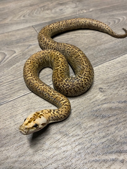 Granite Double Het Albino Green Burmese Python by Phylogeny Reptilia