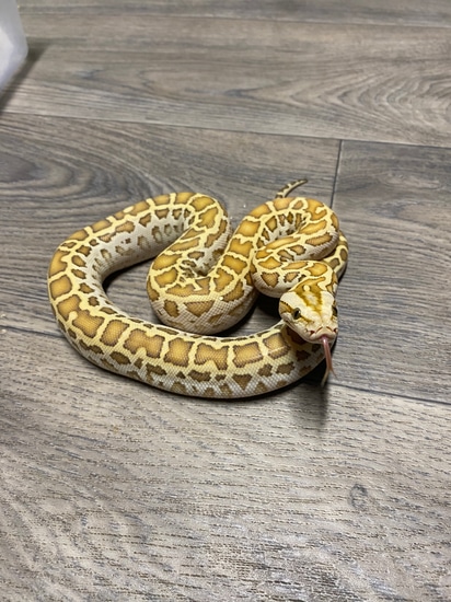 Hypo Triple Het Albino Green Granite Burmese Python by Phylogeny Reptilia