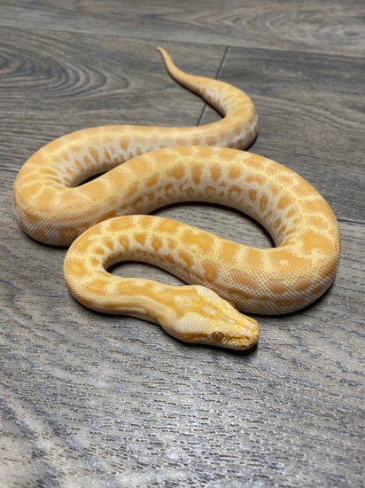 Pearl Double Het Green Granite Burmese Python by Phylogeny Reptilia