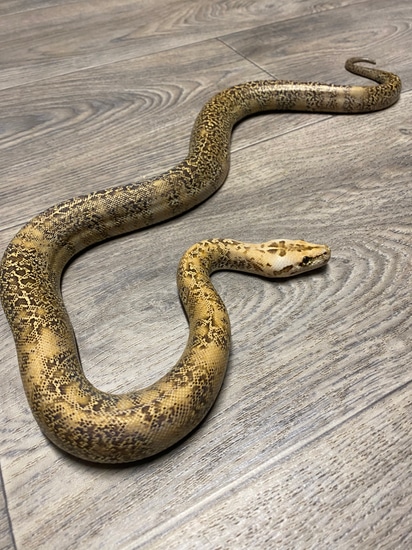 Granite Double Het Albino Green Burmese Python by Phylogeny Reptilia