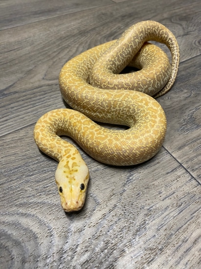Hypo Granite Double Het Albino Green Burmese Python by Phylogeny Reptilia