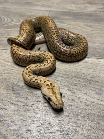 Granite Double Het Albino Green Burmese Python by Phylogeny Reptilia