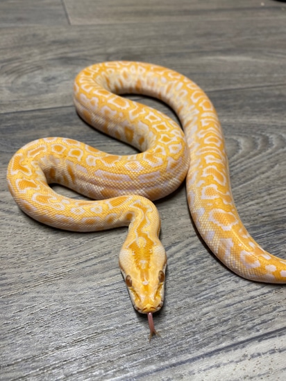 Albino Het Green Granite Burmese Python by Phylogeny Reptilia