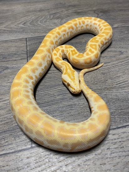 Pearl Double Het Green Granite Burmese Python by Phylogeny Reptilia