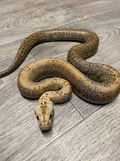 Granite Double Het Albino Green Burmese Python by Phylogeny Reptilia