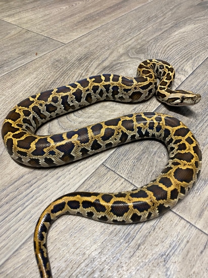 Normal Triple Het Albino Green Granite Burmese Python by Phylogeny Reptilia
