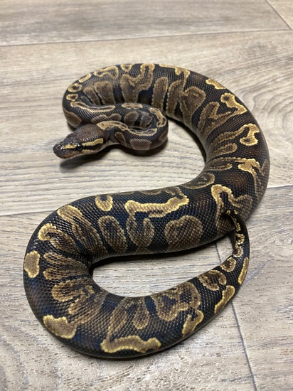 GHI Enchi Het Hypo Ball Python by Phylogeny Reptilia