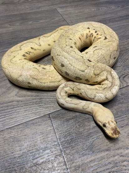 Killer Clown Ball Python by Phylogeny Reptilia