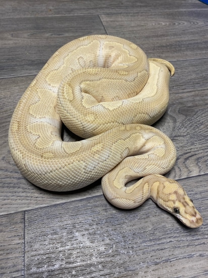 Firefly Lesser Clown Ball Python by Phylogeny Reptilia
