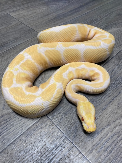 Albino Ball Python by Phylogeny Reptilia