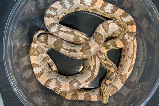 Frosted Coral Ghost Corn Snake by Mid-Coast Reptiles