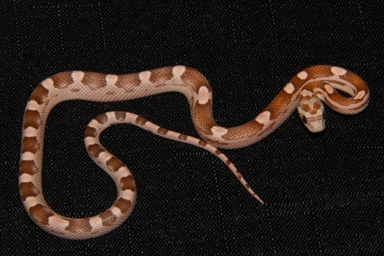 1.1 Coral Ghost Motley Corn Snake by Mid-Coast Reptiles
