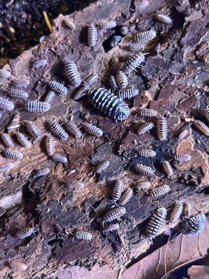 10+ Armadillidium Maculatum Chocolate/ Zebra Mix Isopod by Wild Root ...