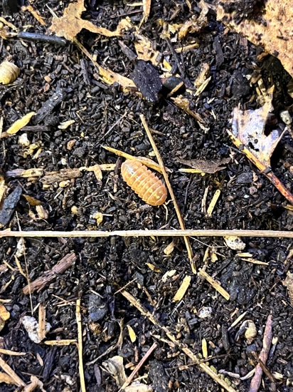 10+ Armadillidium Vulgare Orange Sunset Isopods by Wild Root Exotics