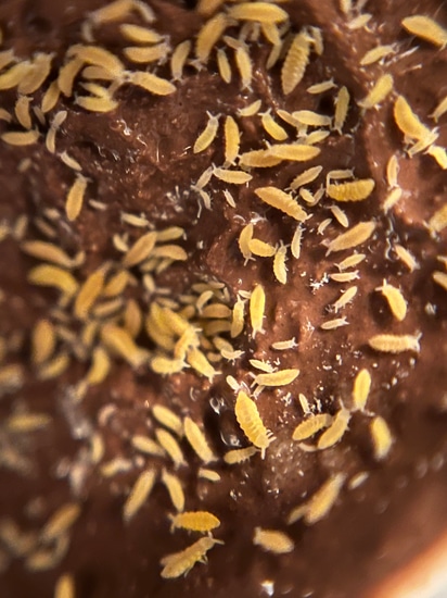 20+ Yellow Albino Springtails Ceratophysella Sp. Rare Springtail ...