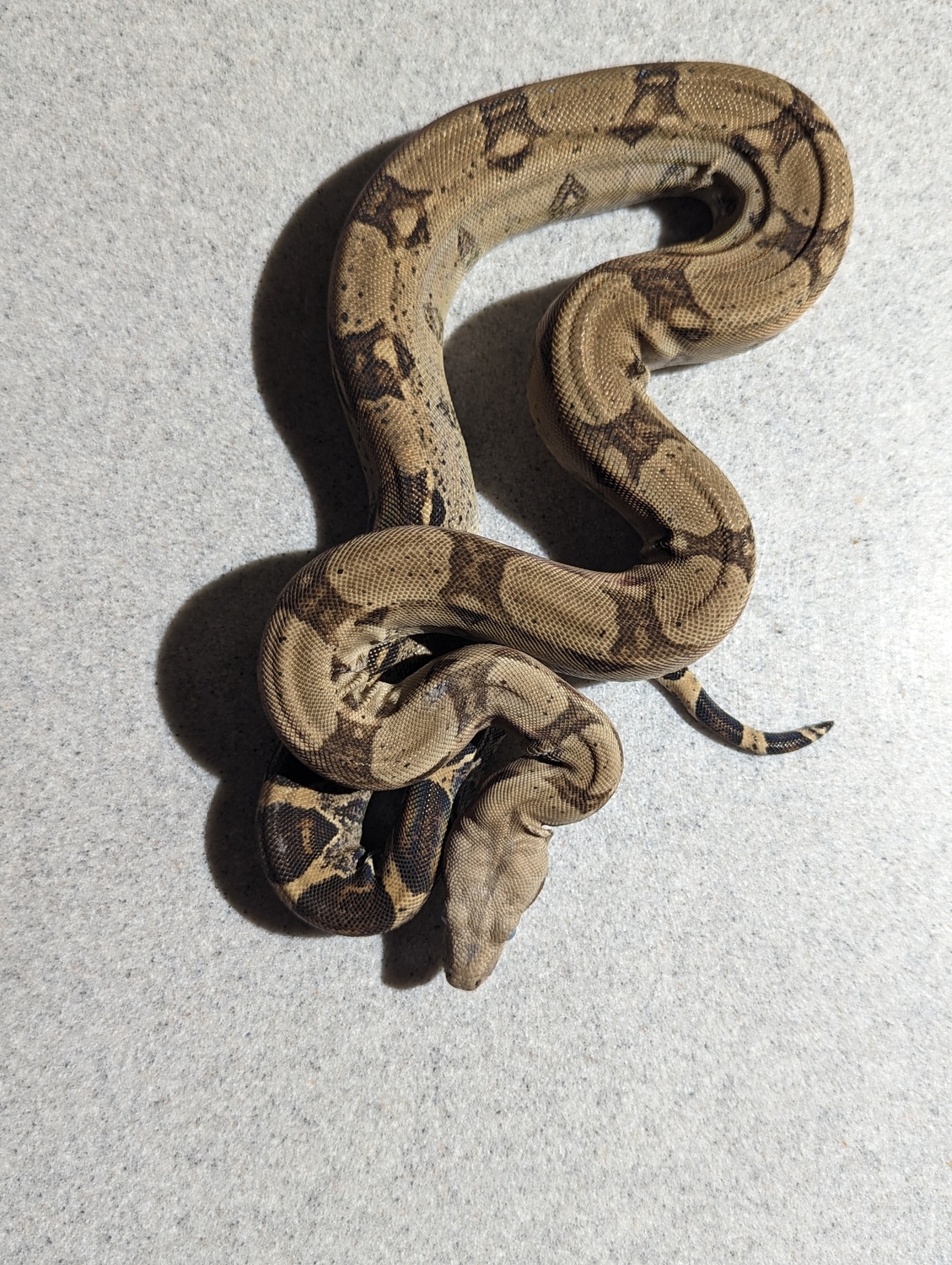 Normal Triple Het Type 1 Anery Het Kahl Albino Het VPI T Albino Boa ...