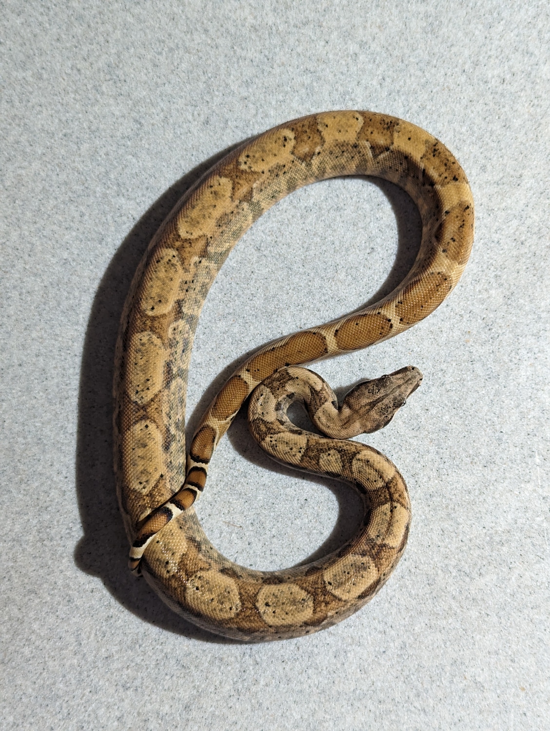 Hypo Sonoran Double Het Kahl Albino Het Type 1 Antheristic Boa ...