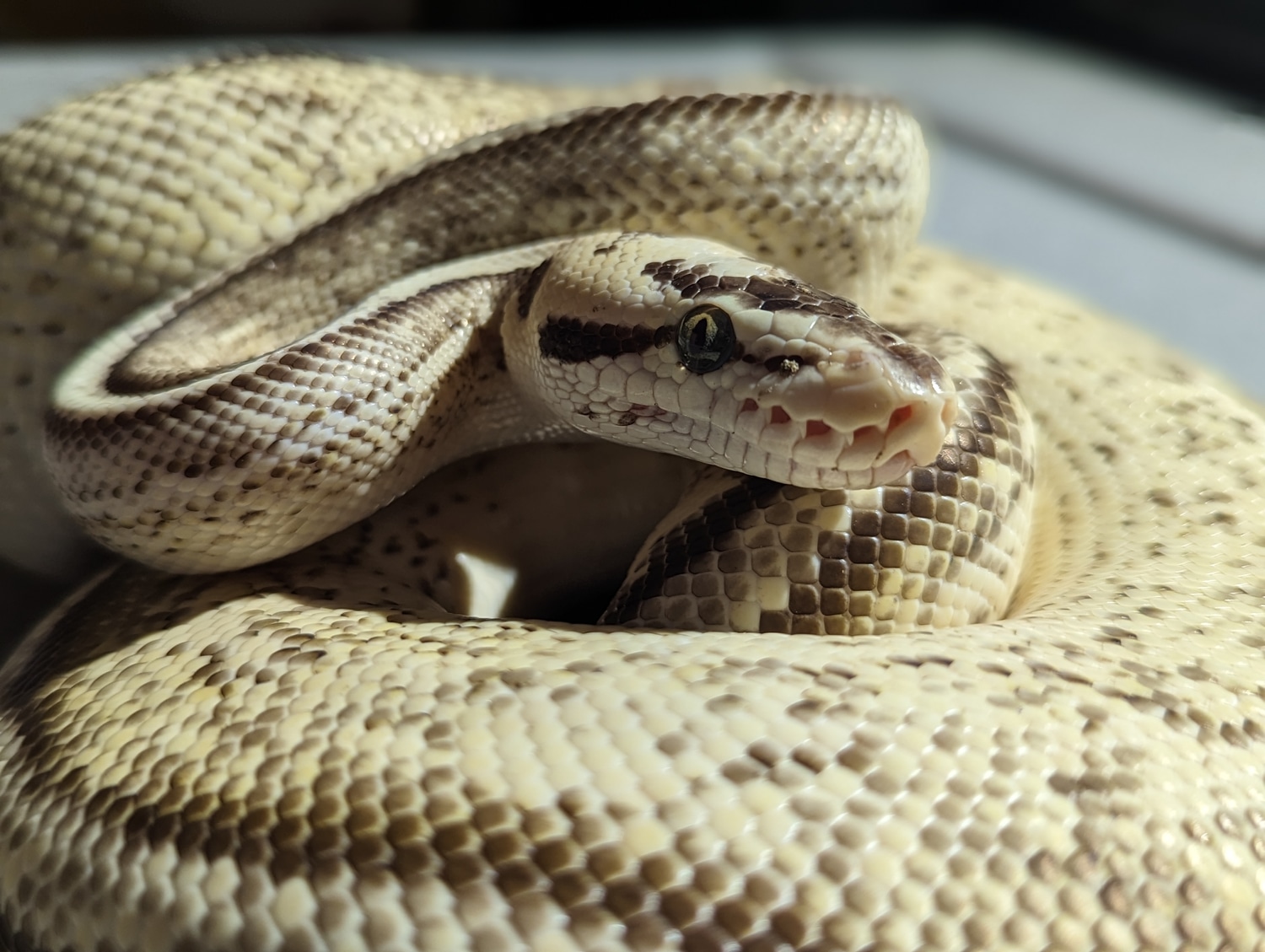 Super Pastel Super Stripe Ball Python by Prehistoric Preserve - MorphMarket