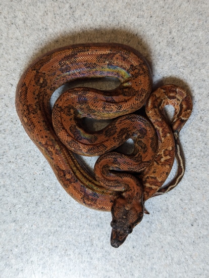 Super Hypo Leopard Pos Costa Rican T Positive Boa Constrictor by ...