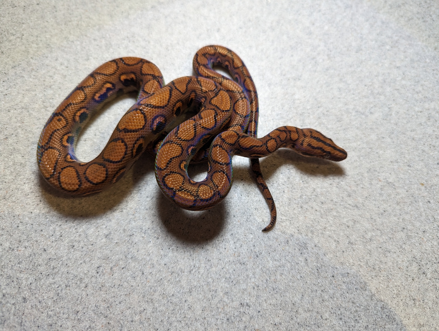 Brazilian Rainbow Boa by Prehistoric Preserve - MorphMarket