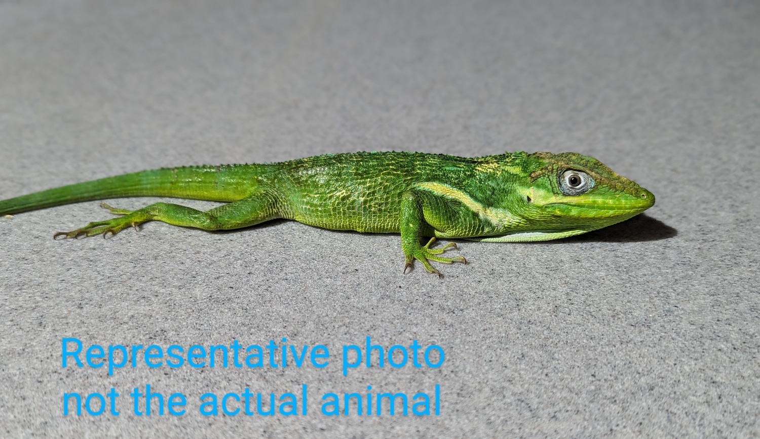 Cuban Knight Anole by Prehistoric Preserve - MorphMarket