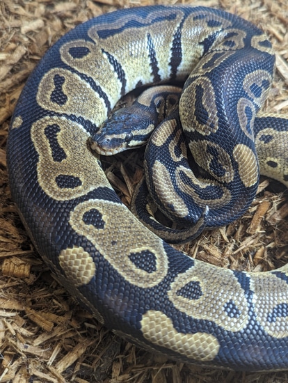 Normal Ball Python Male/female by Prehistoric Preserve