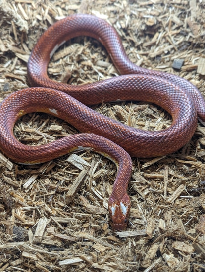 Male Blood Red Pied Sided Corn Snake by Prehistoric Preserve