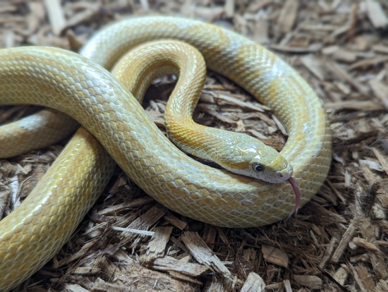 Male Tessera Butter Corn Snake by Prehistoric Preserve
