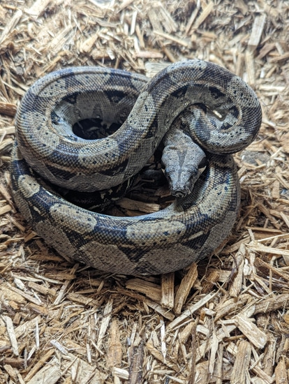 Male Sonoran Double Het Kahl Albino Het Type 1 Aneuristic Boa Boa ...