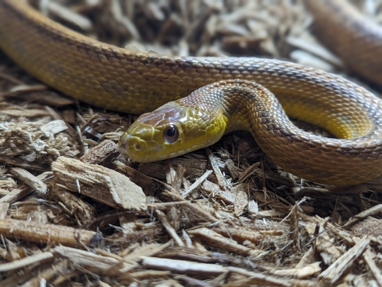 Locality Yellow Rat Snake Eastern Rat Snake by Prehistoric Preserve