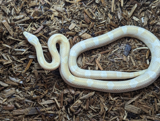 Male Diffused Butter Corn Snake by Prehistoric Preserve