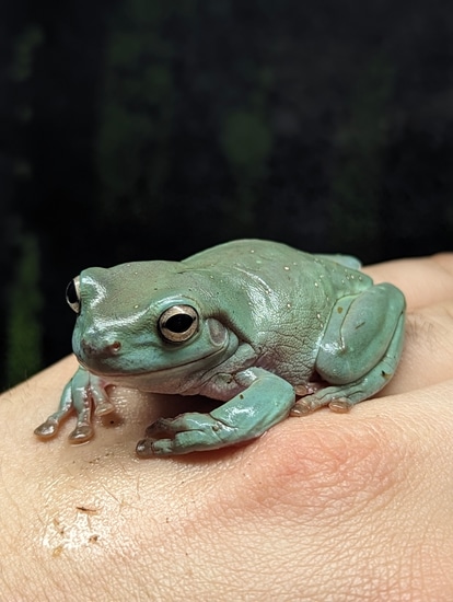 Snowflake Blue Dumpy Frog Other Tree Frog by Prehistoric Preserve