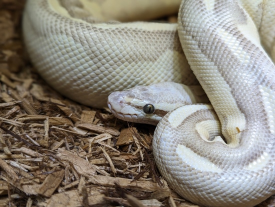 Female Super Pastel Butter Ball Python by Prehistoric Preserve
