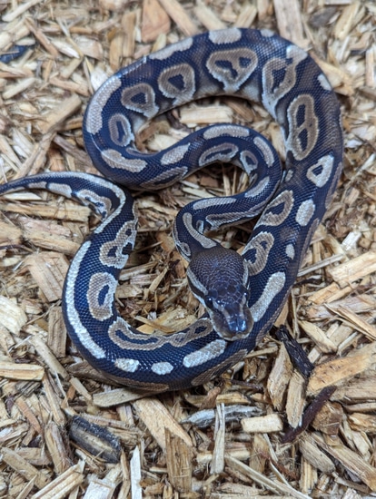 Female Black Head Ball Python by Prehistoric Preserve