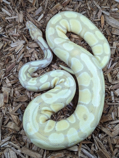 Female Banana Ball Python by Prehistoric Preserve